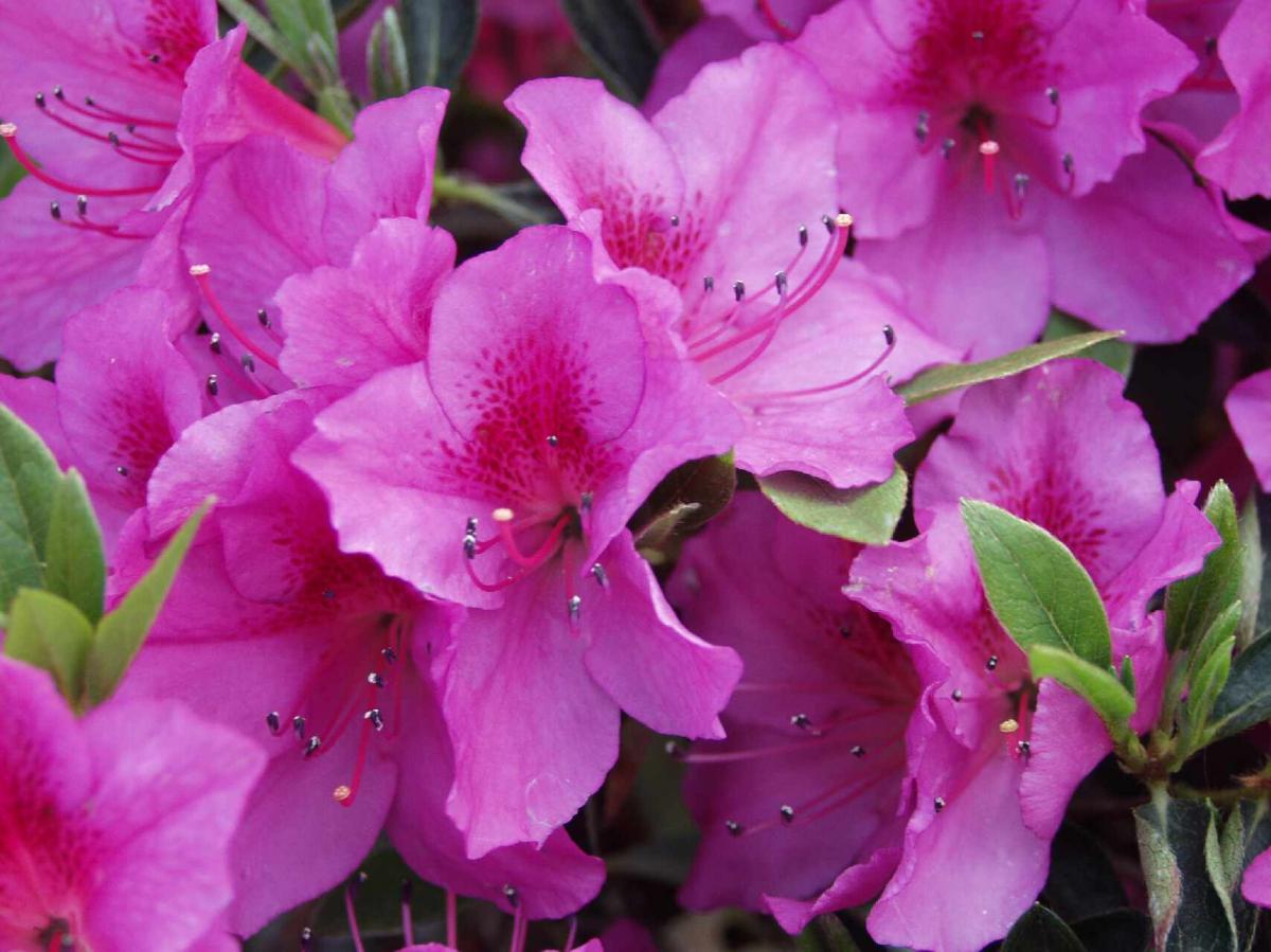 Large Azaleas | Louisiana Nursery