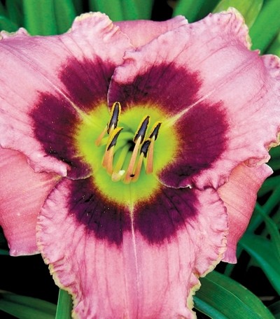 Daylilies | Louisiana Nursery