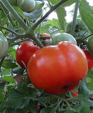 Tomatoes | Louisiana Nursery