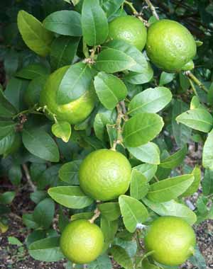 Citrus Trees | Louisiana Nursery