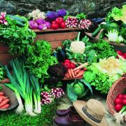 Vegetables And Herbs | Louisiana Nursery