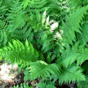 Hardy Fern | Louisiana Nursery