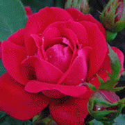 Garden Roses Page 2 | Louisiana Nursery