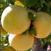 Citrus Trees | Louisiana Nursery