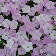 Specialty Petunias | Louisiana Nursery