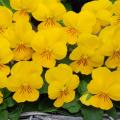 Fall Violas | Louisiana Nursery