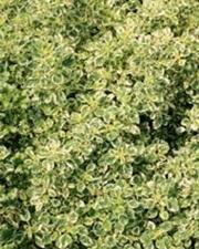 Oregano-Variegated | Louisiana Nursery
